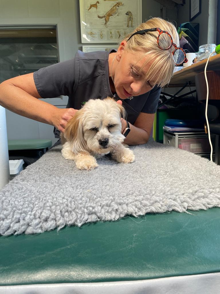 Horse, Equine and Dog Veterinary Chiropractic in Northern Ireland ...